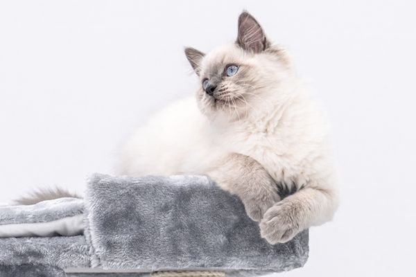 Majestátní, klidné a samostatné: to jsou kočky birma