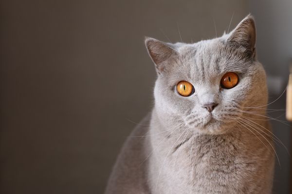 Britská krátkosrstá kočka: nenáročná společnice pro každého