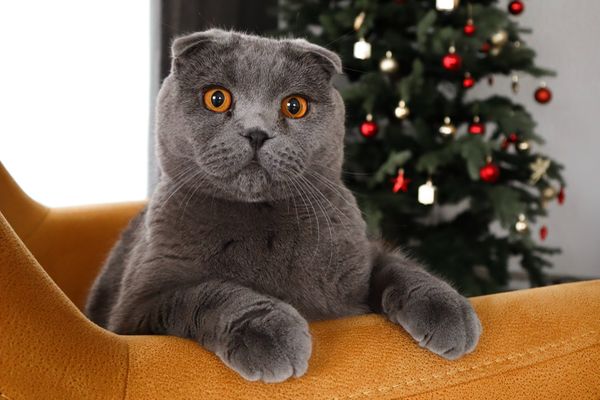 Skotská klapouchá kočka: plemeno se sovím vzhledem